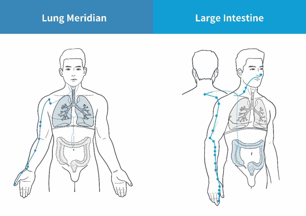 How to understand lung large intestine Wei Qi and Immune function. By ...